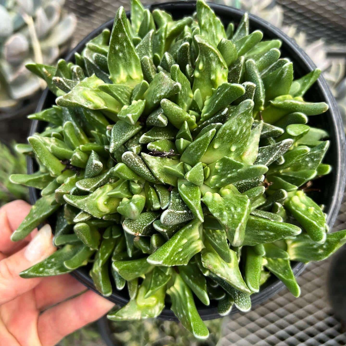 Unleashing the Mystery Of Tiger Jaws Succulents: Your Complete Guide