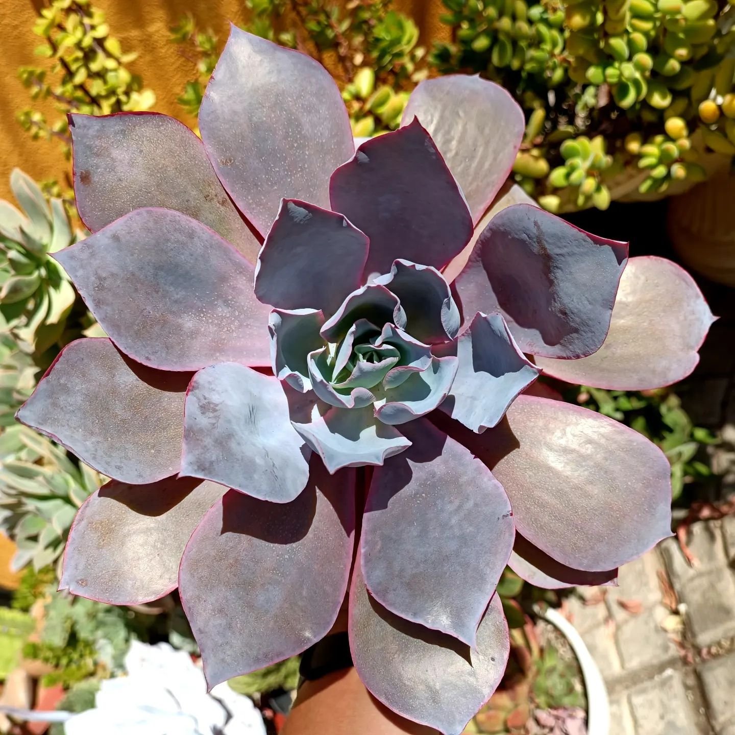 Succulents With Pink Flowers: A Colorful Addition To Your Garden