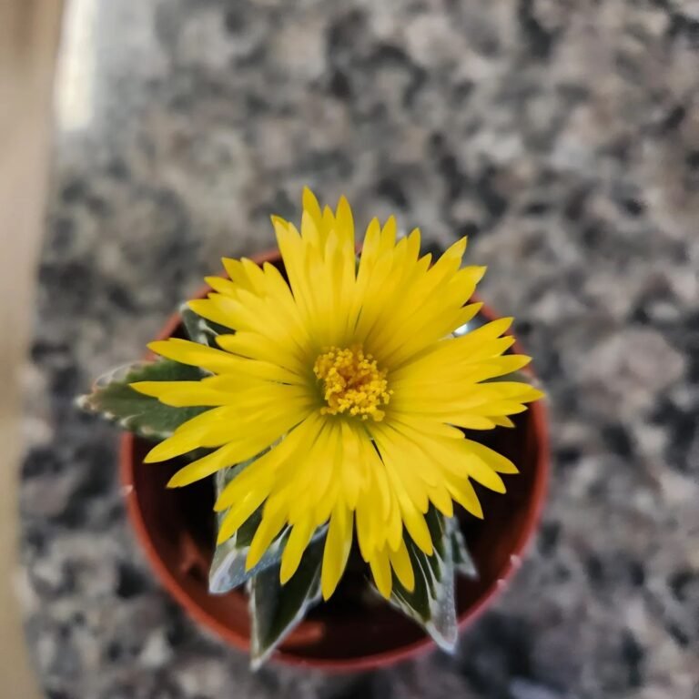 Unleashing the Mystery Of Tiger Jaws Succulents: Your Complete Guide