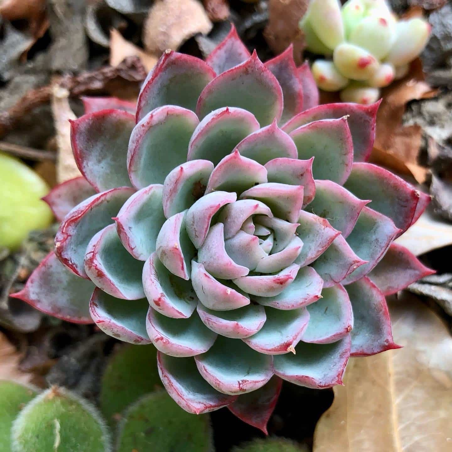 Succulents With Pink Flowers: A Colorful Addition To Your Garden