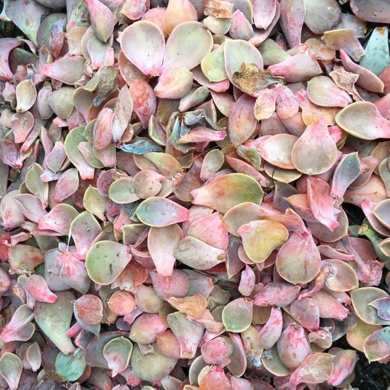 Why Are My Succulent Leaves Falling Off? - A Comprehensive Care Guide