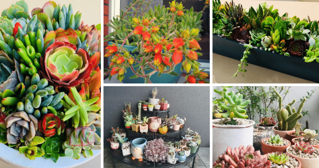 How To Care For Succulents Outdoors: A Comprehensive Guide