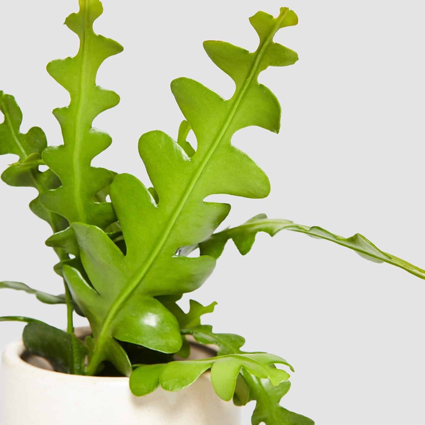 A Comprehensive Guide To Fishbone Cactus Care