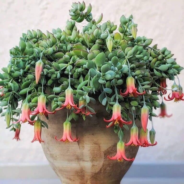 The Ultimate Guide To Growing And Caring For Cotyledon Pendens Succulents