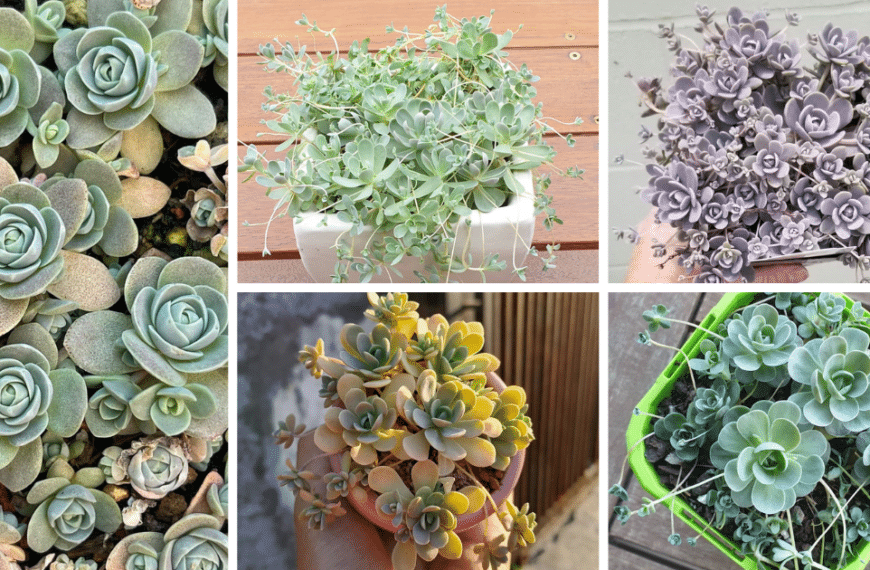 Succulents With Pink Flowers: A Colorful Addition To Your Garden