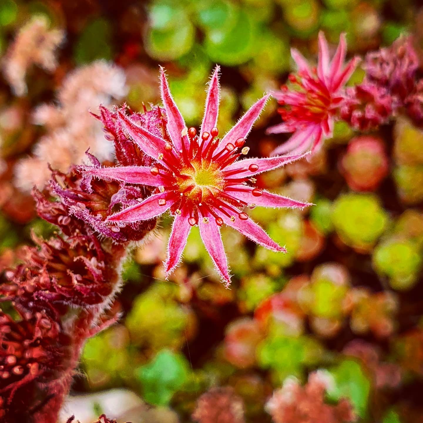 Why Is My Succulent Turning Red? A Comprehensive Guide