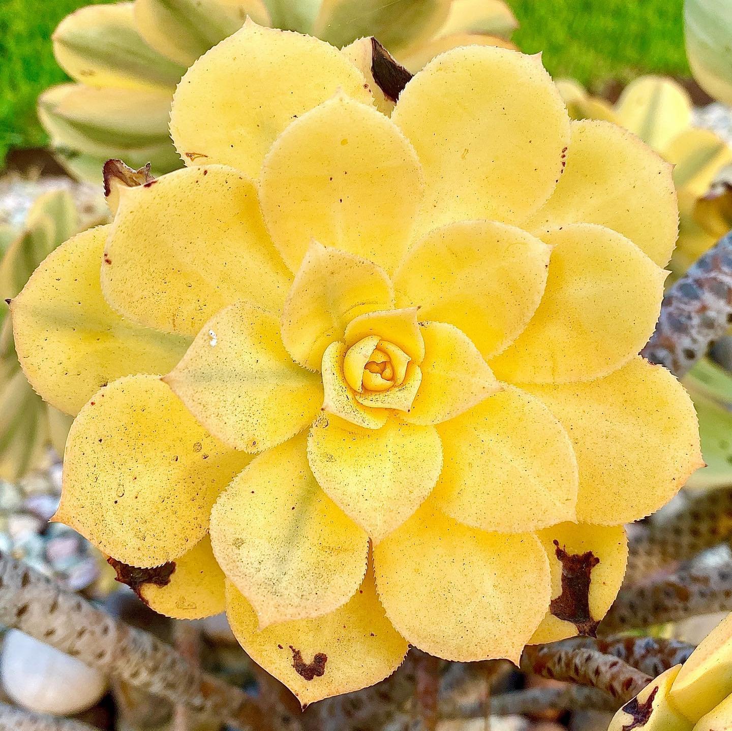 Why Is My Succulent Turning Yellow? A Comprehensive Guide