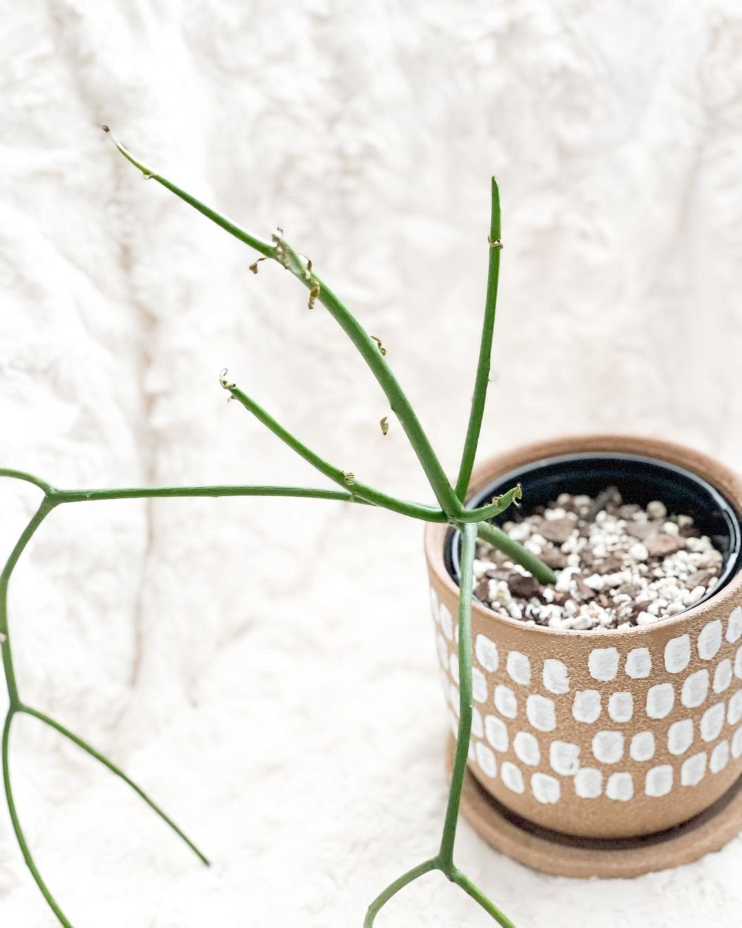 The Comprehensive Guide to Pencil Succulent Care: Your Questions Answered