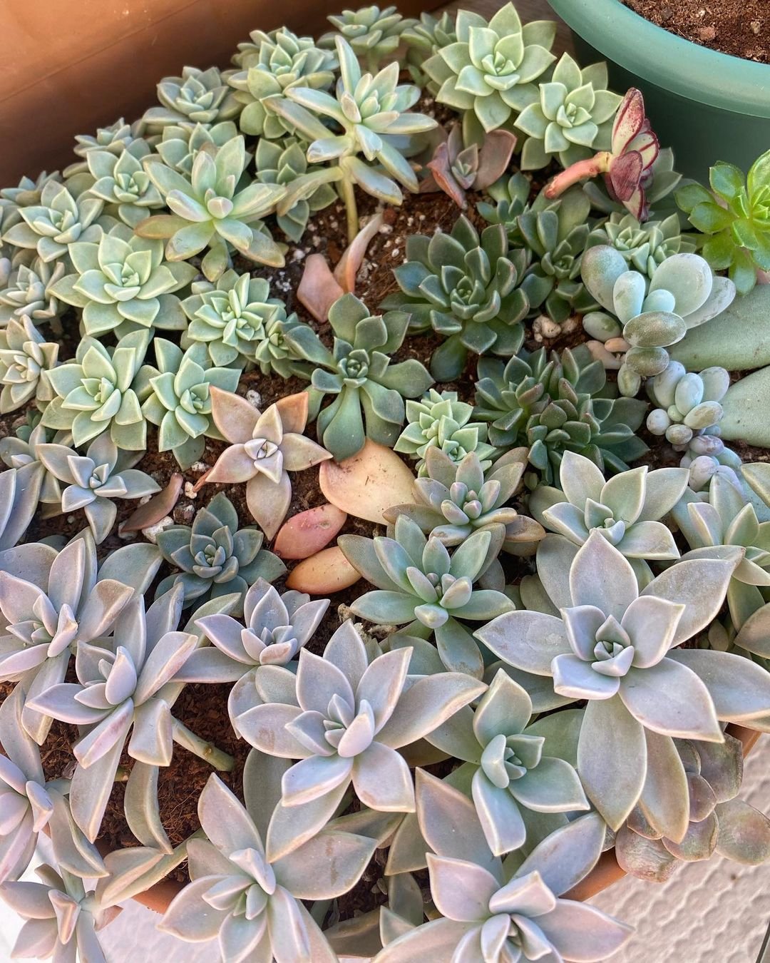 How To Grow A Succulent From A Leaf: Your Ultimate Guide To Succulent ...