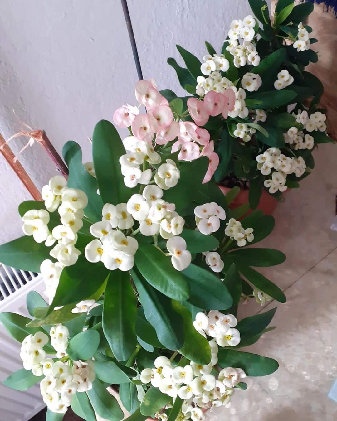 The Ultimate Guide To Growing And Caring For Crown Of Thorns (Euphorbia ...