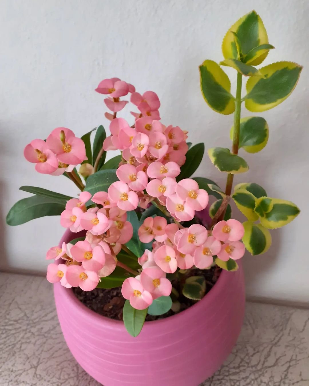 The Ultimate Guide To Growing And Caring For Crown Of Thorns (Euphorbia ...