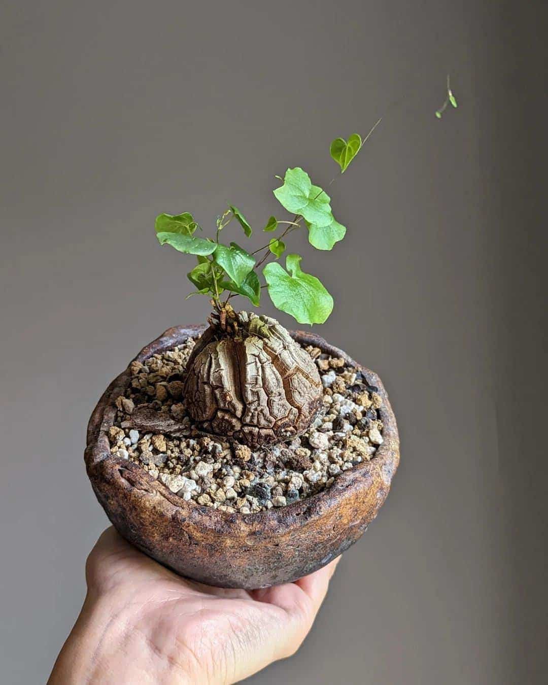 The Ultimate Guide To Caring For Elephant's Foot Succulent