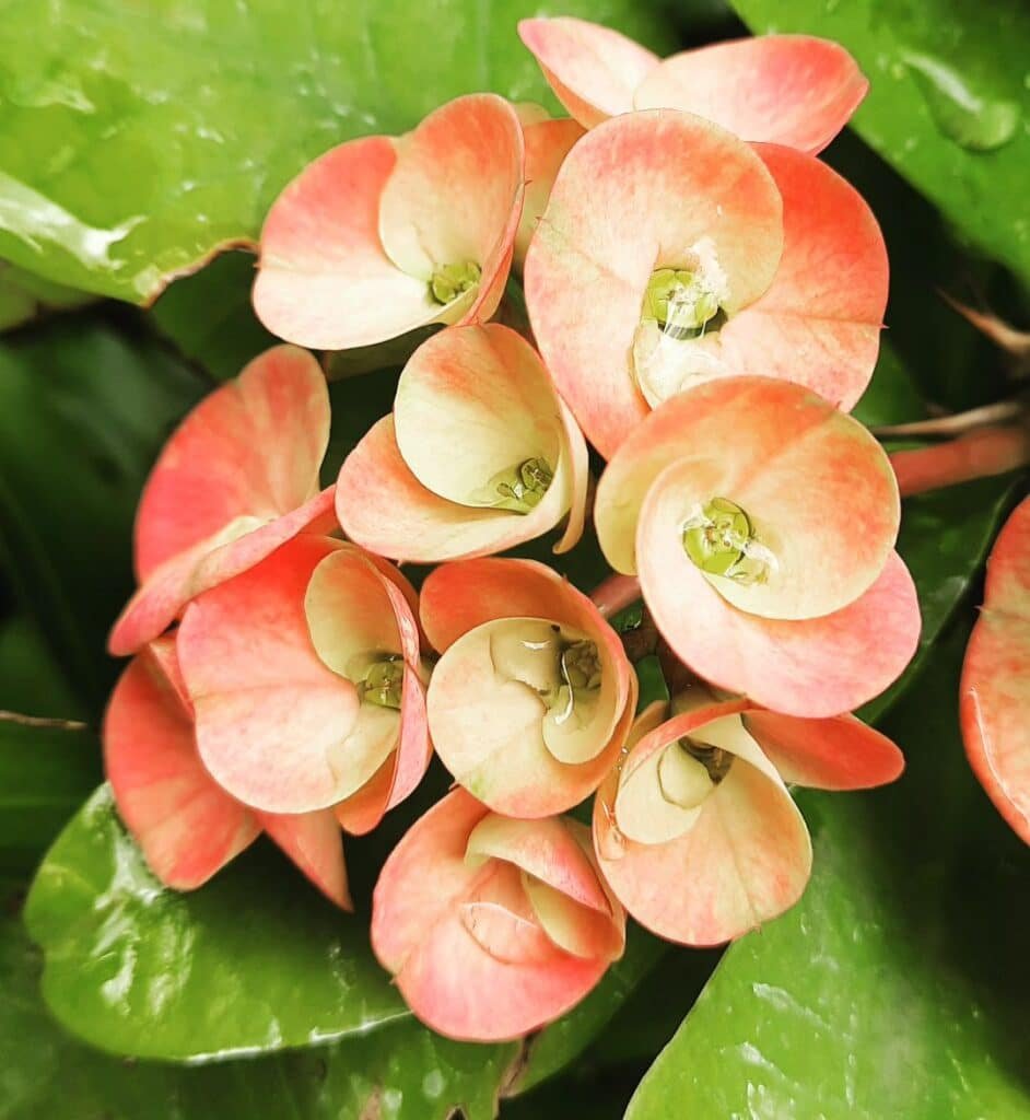 The Ultimate Guide To Growing And Caring For Crown Of Thorns (Euphorbia ...