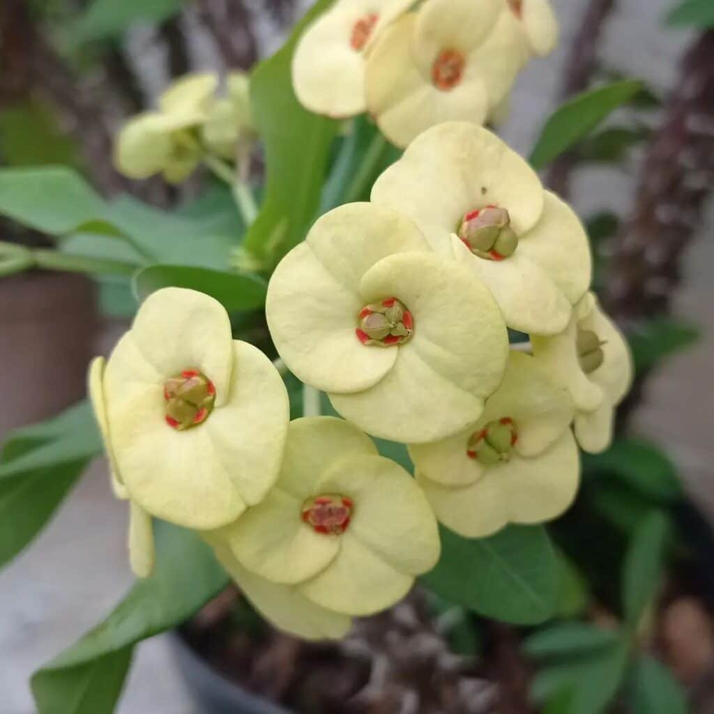 The Ultimate Guide To Growing And Caring For Crown Of Thorns (Euphorbia ...