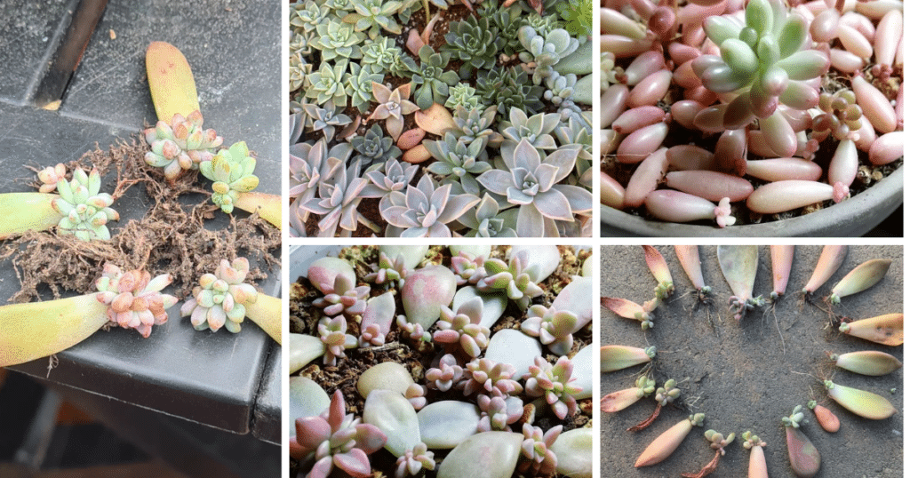 How To Grow A Succulent From A Leaf: Your Ultimate Guide To Succulent ...