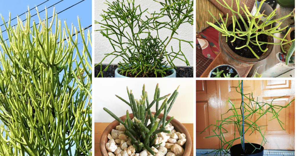 The Comprehensive Guide to Pencil Succulent Care: Your Questions Answered