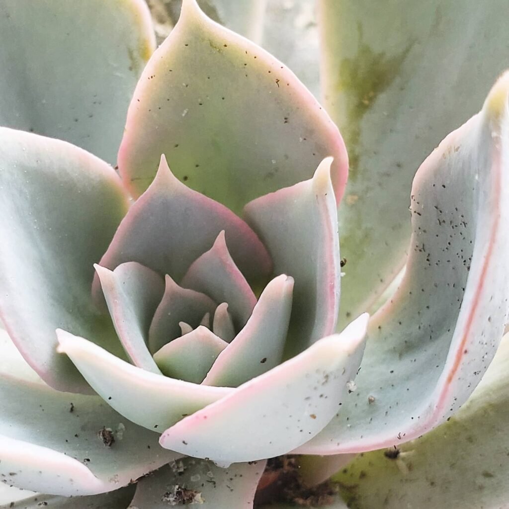 The Enchanting World Of The Morning Beauty Succulent: An In-Depth Guide