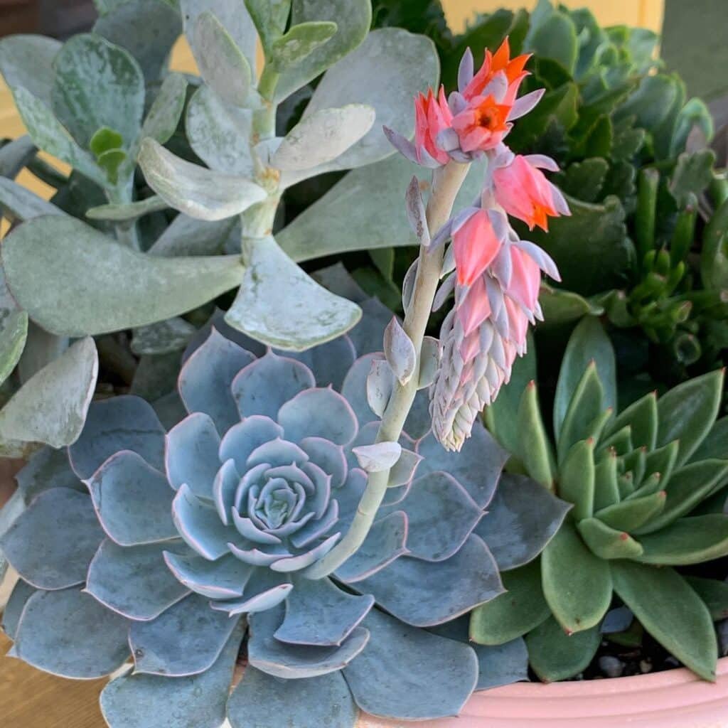 The Enchanting World Of The Morning Beauty Succulent: An In-Depth Guide