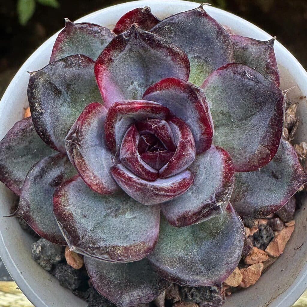 Common Succulent House Plants: A Detailed Exploration