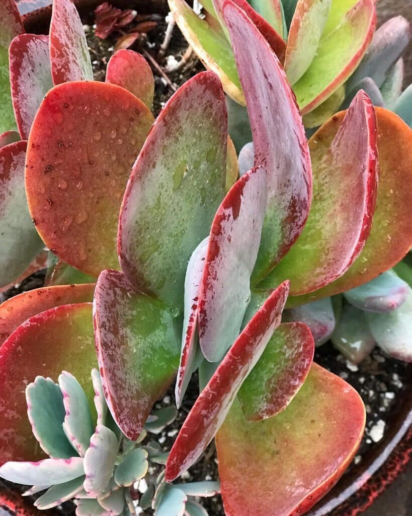 7 Amazing Facts About Flapjack Succulents You Didn't Know!