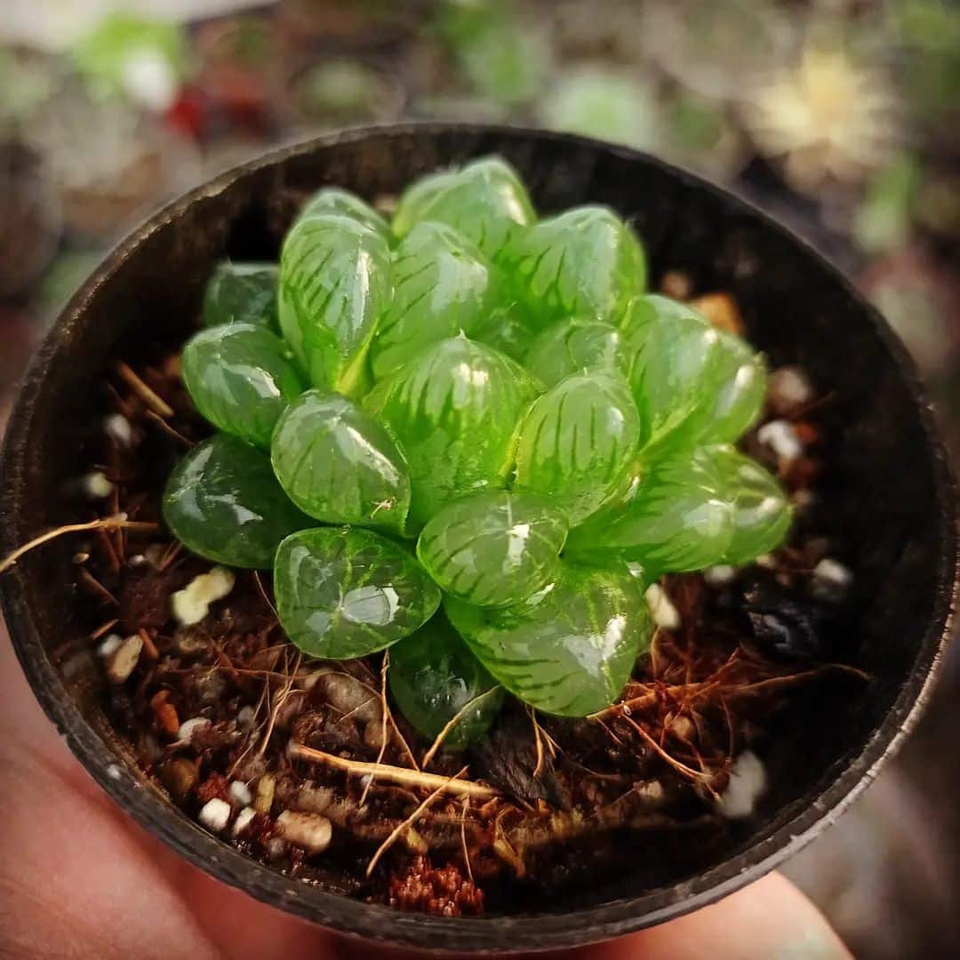 How To Grow And Care For Haworthia Cooperi: A Comprehensive Guide