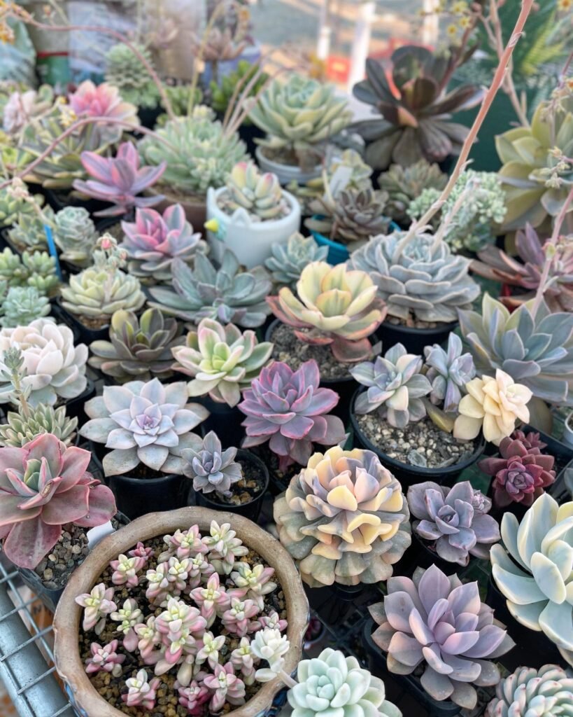 Common Succulent House Plants: A Detailed Exploration