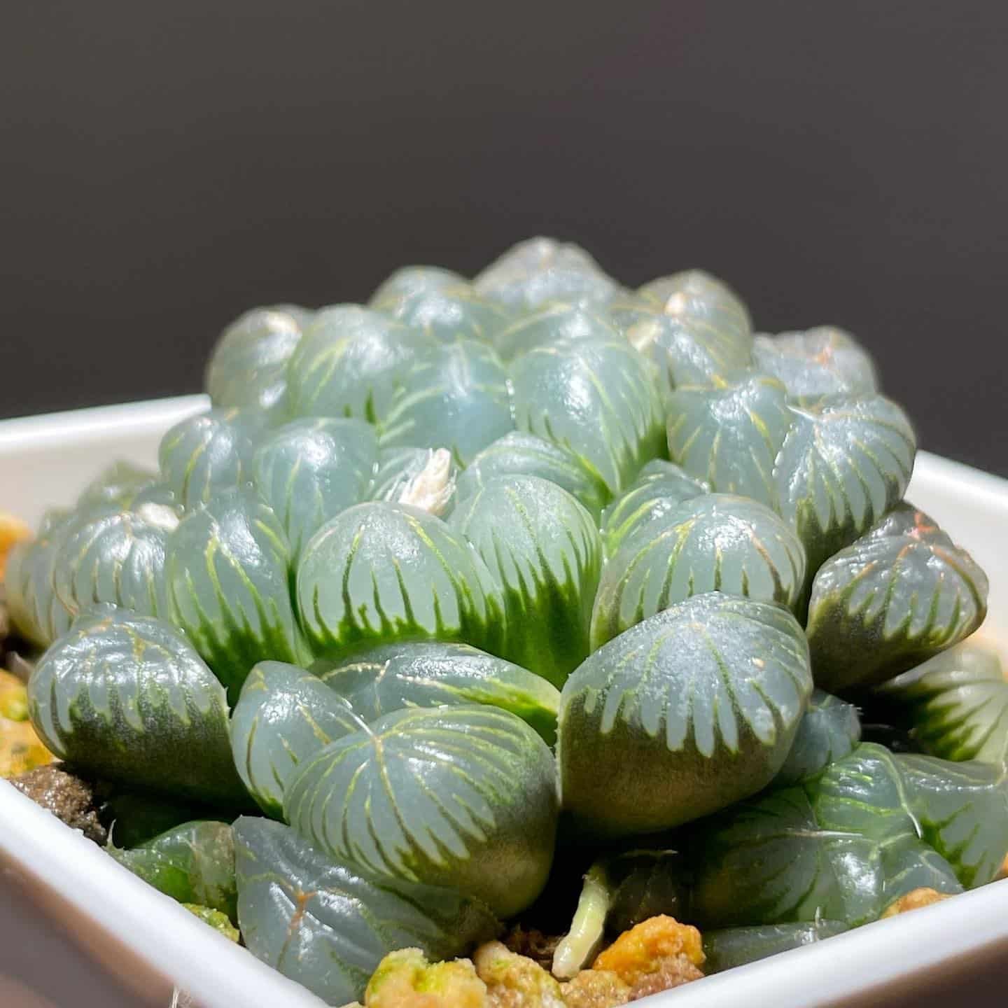 How To Grow And Care For Haworthia Cooperi: A Comprehensive Guide