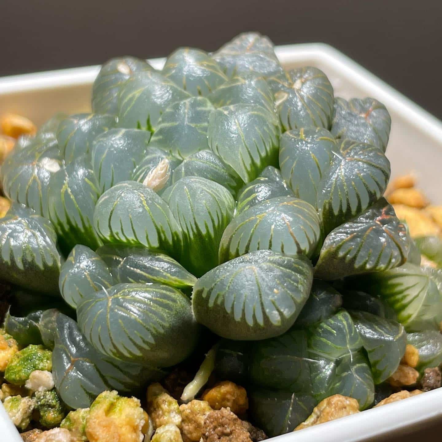 How To Grow And Care For Haworthia Cooperi: A Comprehensive Guide