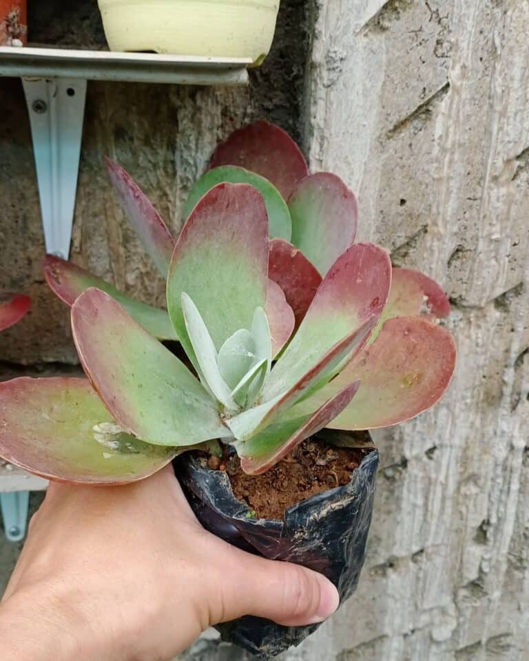 7 Amazing Facts About Flapjack Succulents You Didn't Know!