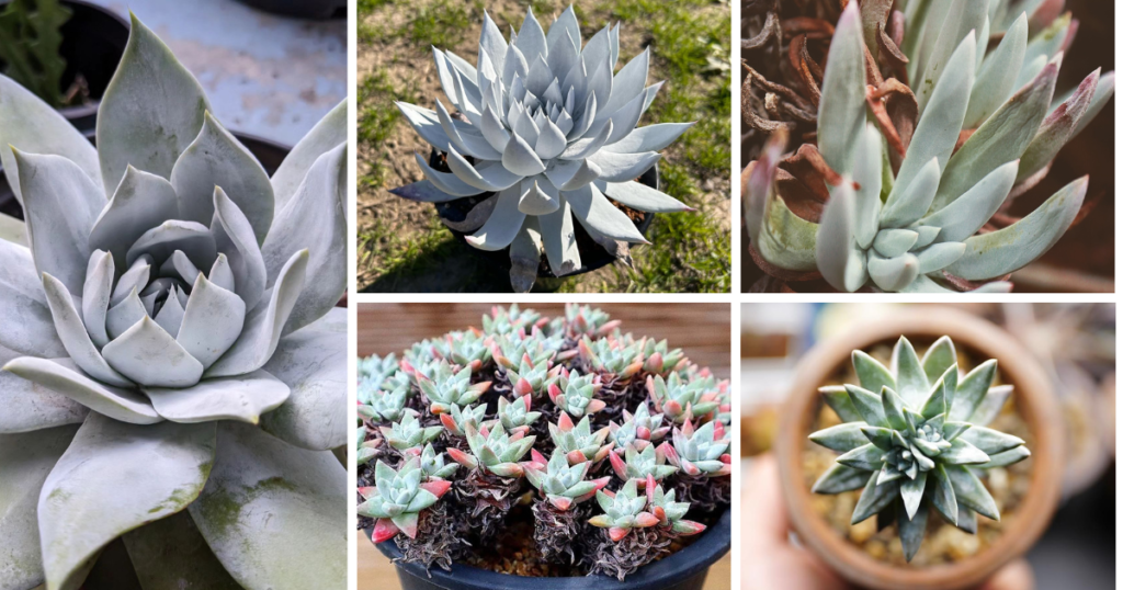 The Comprehensive Guide To Dudleya Succulents: Mastery In Care, Indoor ...