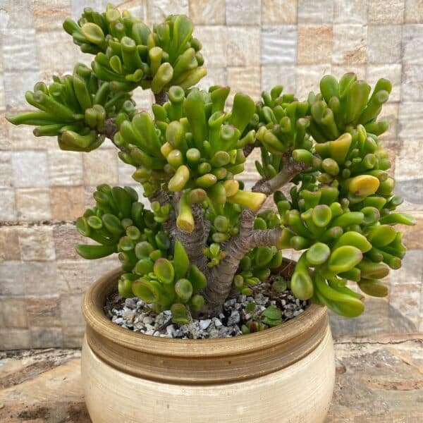 The Ultimate Guide To Caring For Your Ogre Ear Succulent