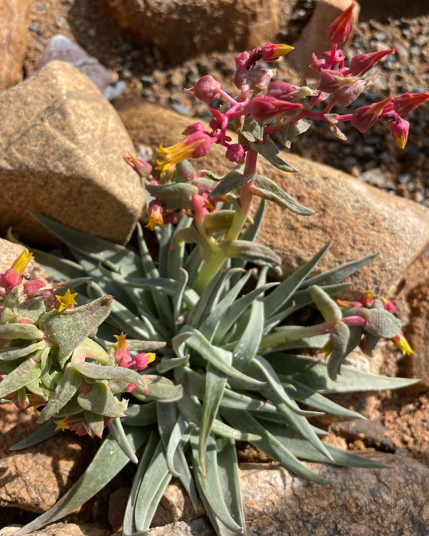 The Comprehensive Guide To Dudleya Succulents: Mastery In Care, Indoor ...