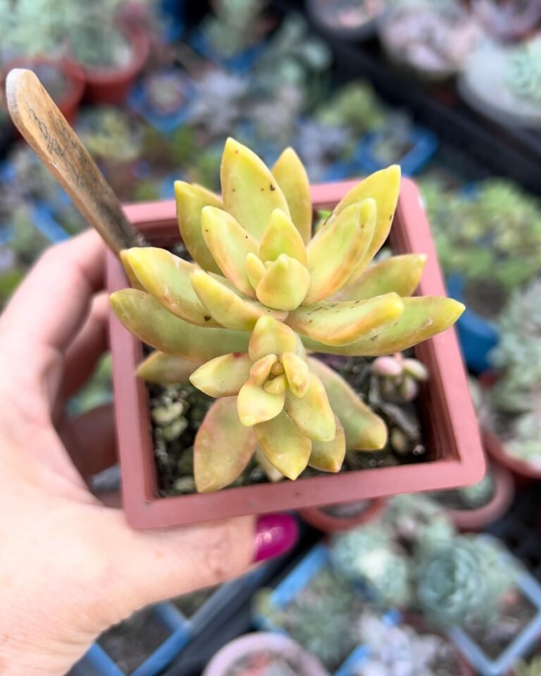 The Enchanting World Of Shooting Star Succulents: Care, Propagation ...