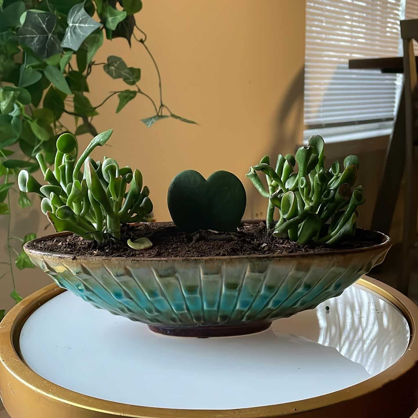 The Ultimate Guide To Caring For Your Ogre Ear Succulent