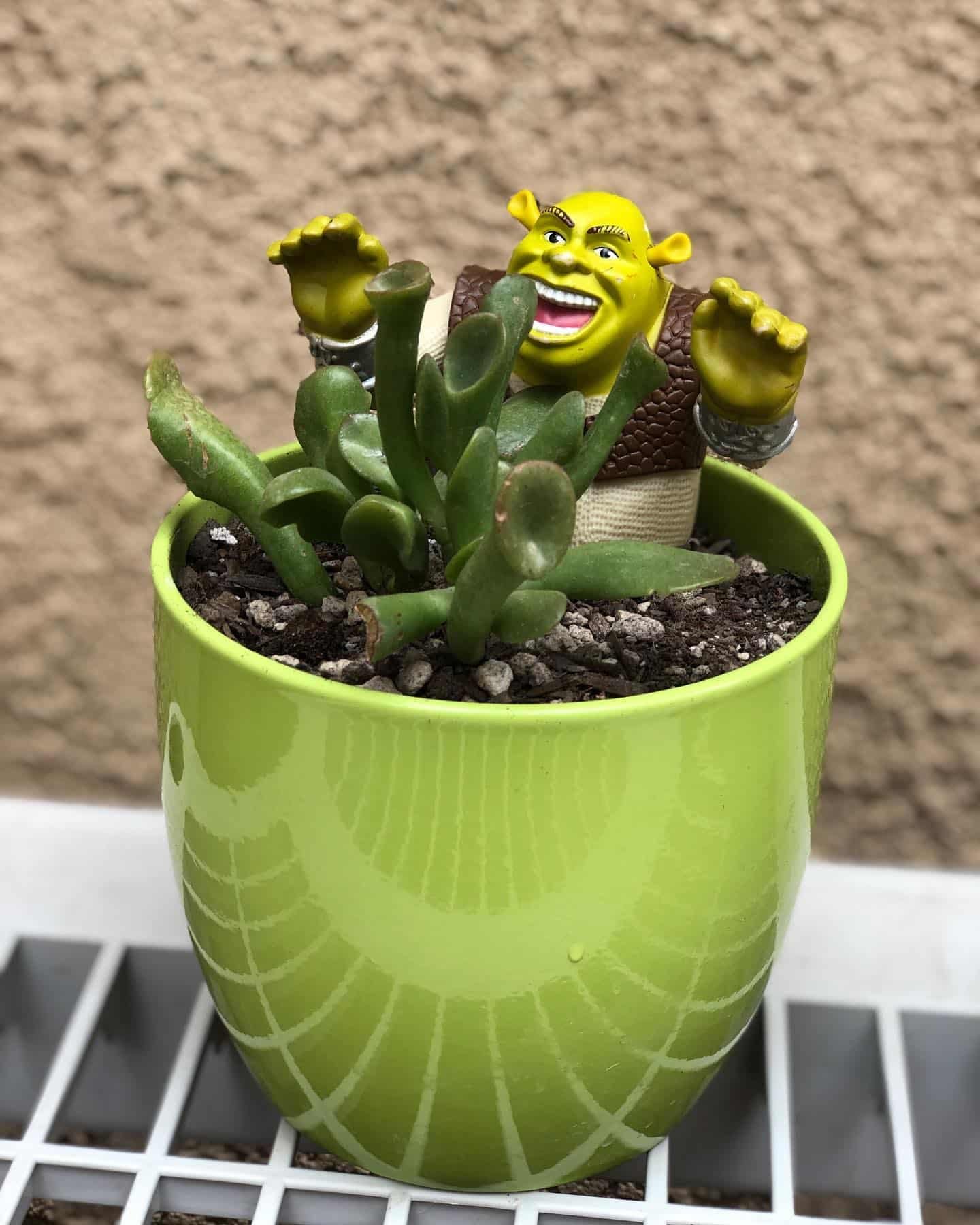 The Ultimate Guide To Caring For Your Ogre Ear Succulent