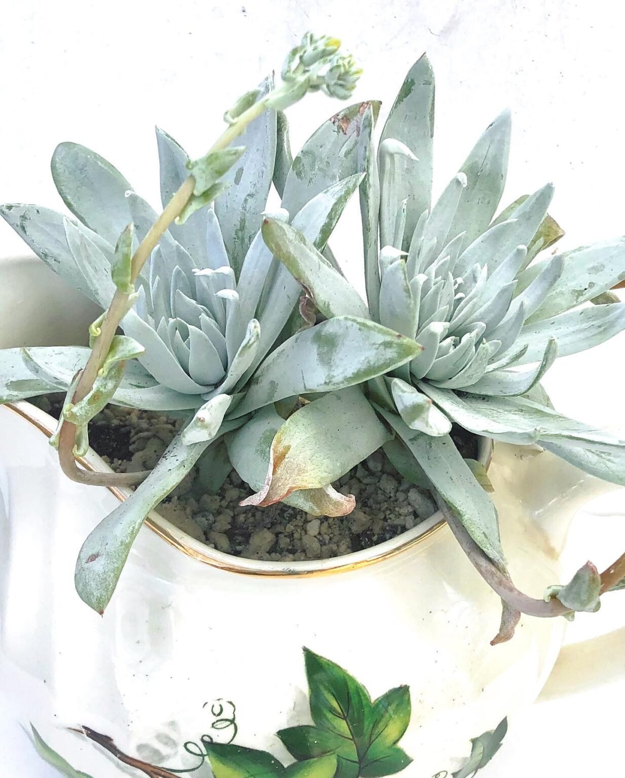 The Comprehensive Guide To Dudleya Succulents: Mastery In Care, Indoor ...