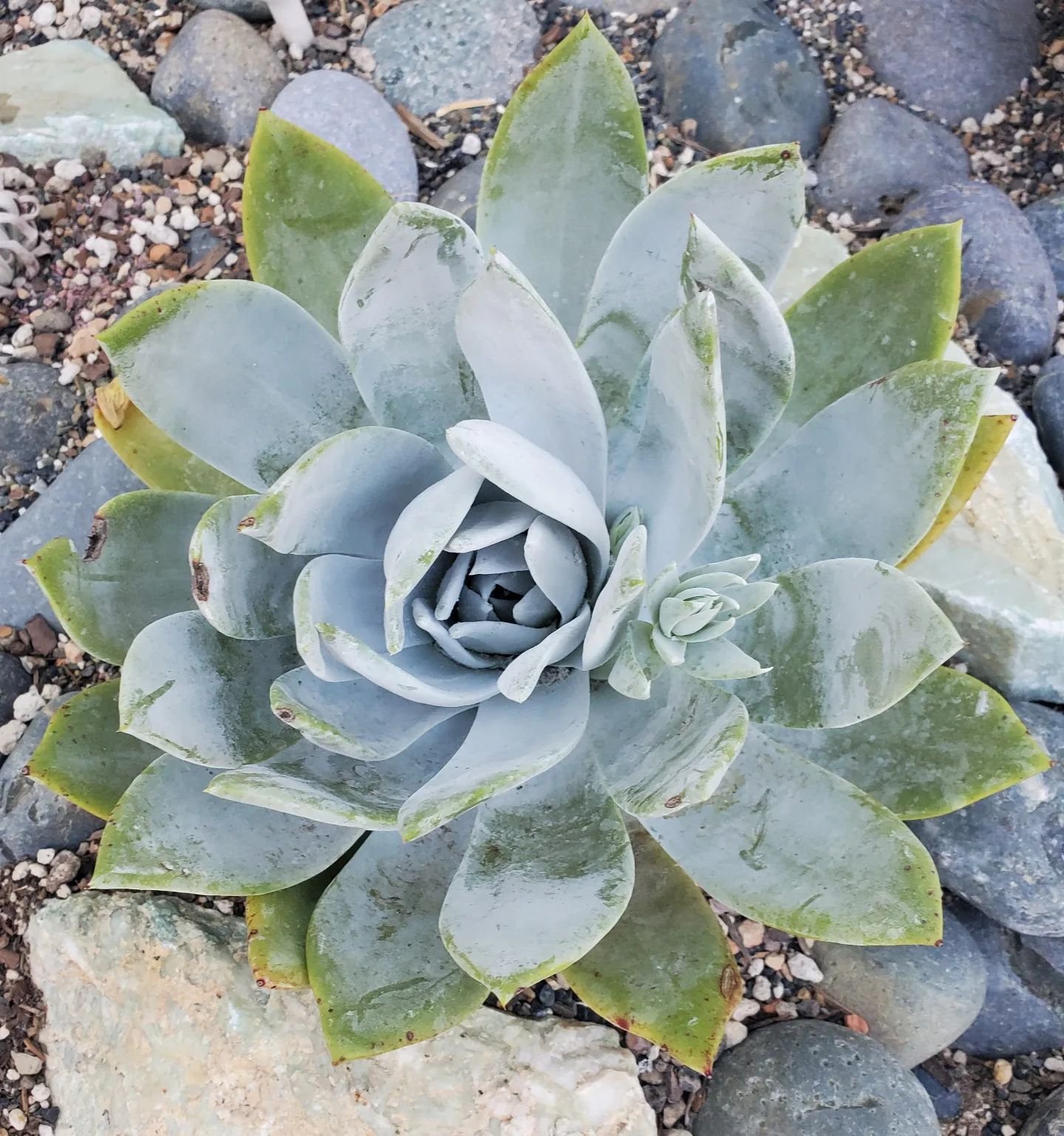 The Comprehensive Guide To Dudleya Succulents: Mastery In Care, Indoor ...