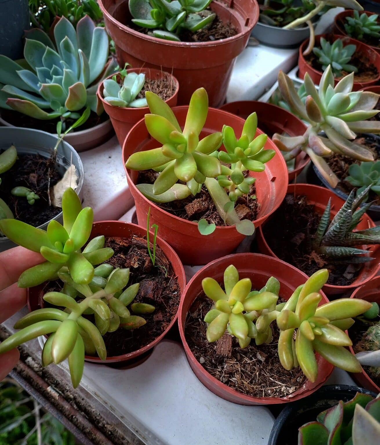 The Enchanting World Of Shooting Star Succulents: Care, Propagation ...