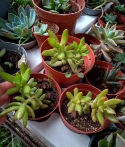 The Enchanting World Of Shooting Star Succulents: Care, Propagation ...