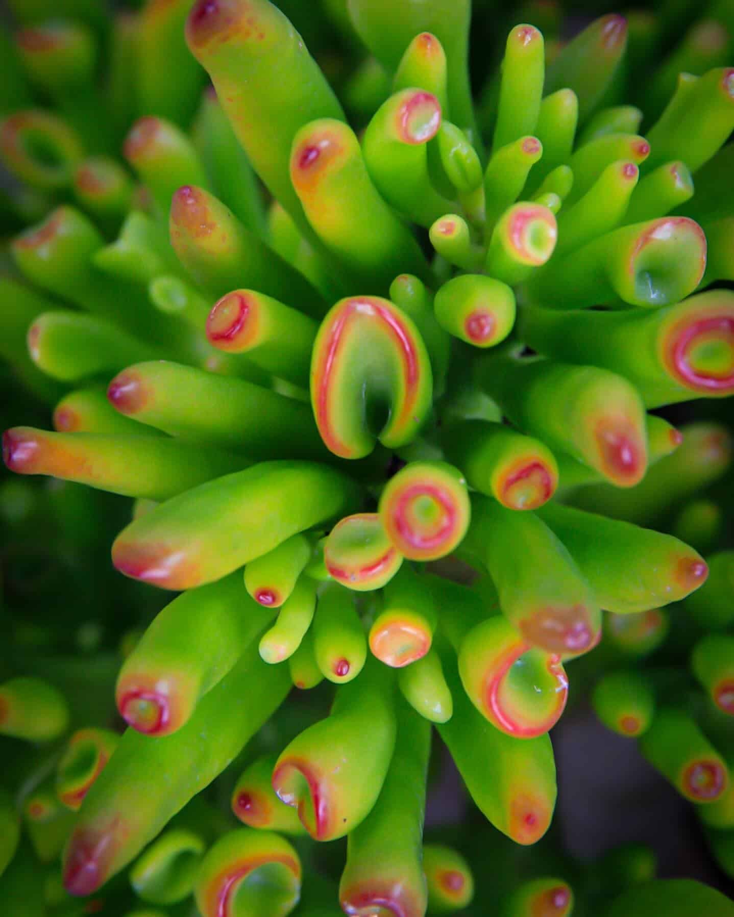 The Ultimate Guide To Caring For Your Ogre Ear Succulent