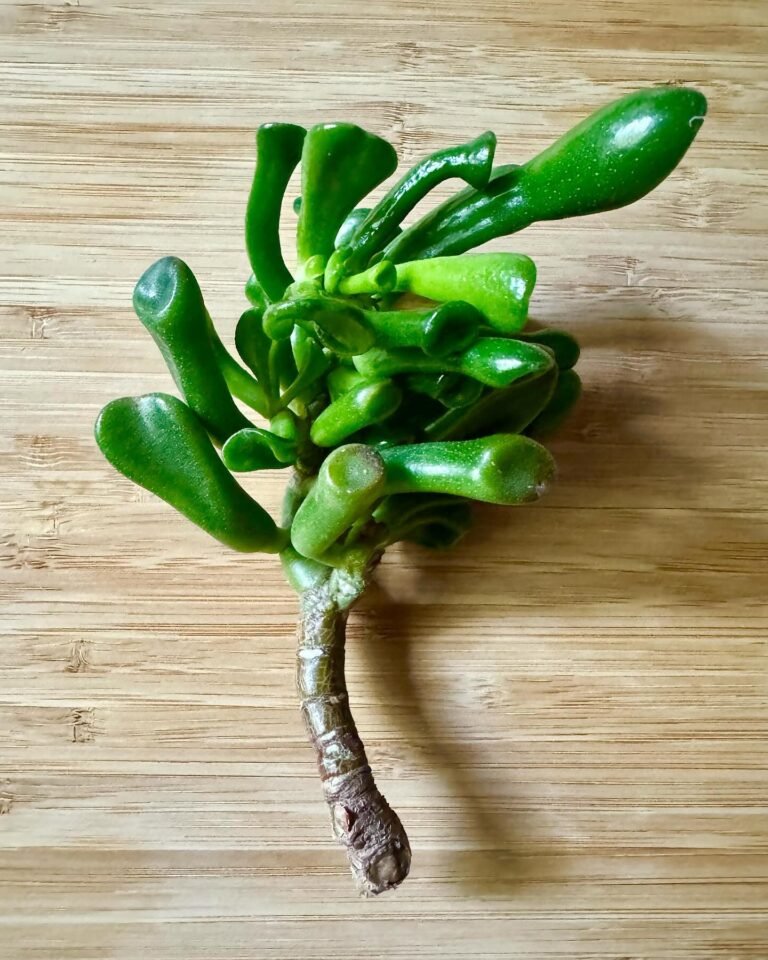 The Ultimate Guide To Caring For Your Ogre Ear Succulent