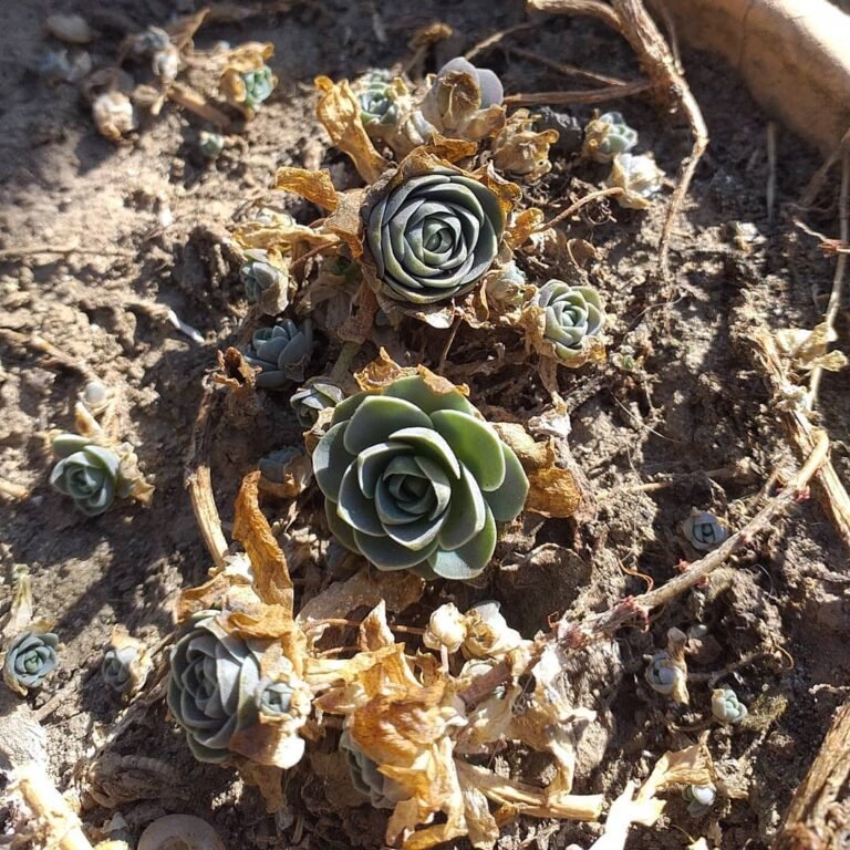 Introduction To Dunce Cap Succulents
