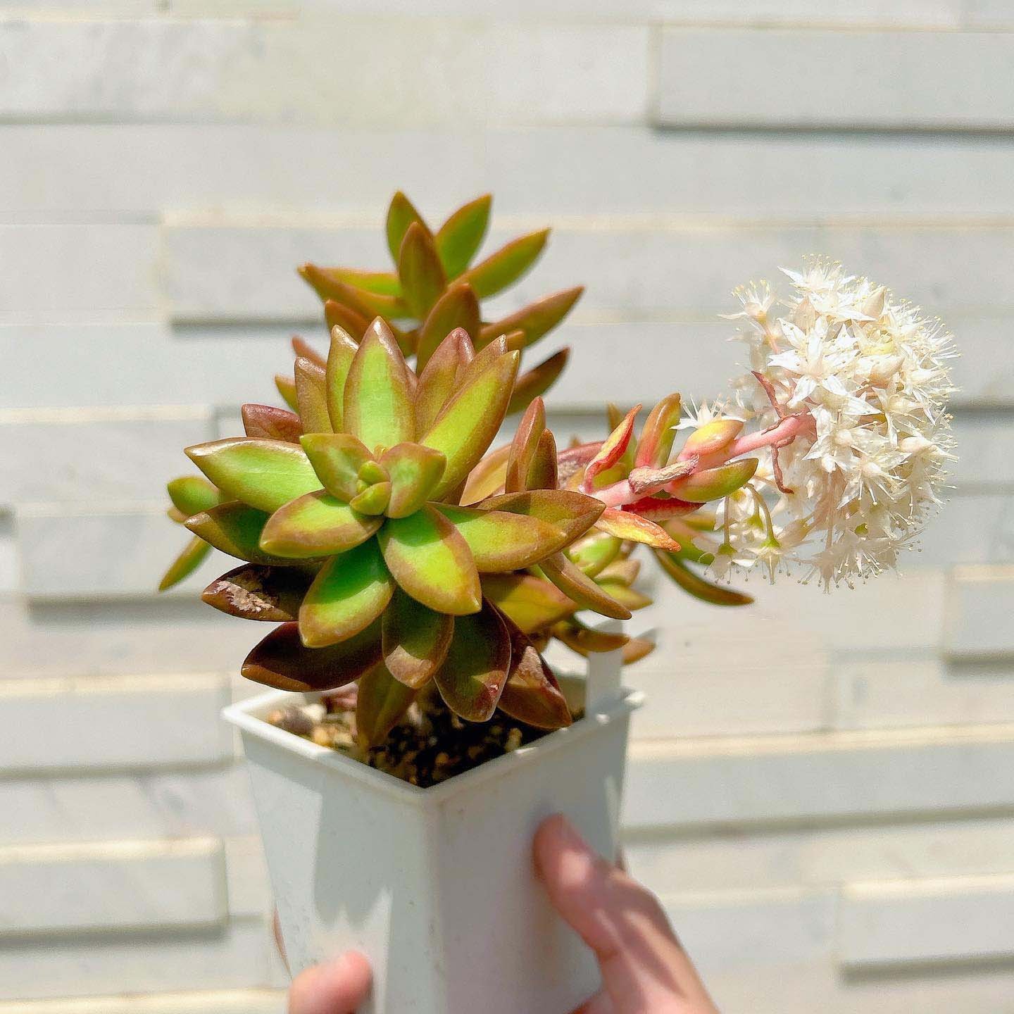 The Enchanting World Of Shooting Star Succulents: Care, Propagation ...