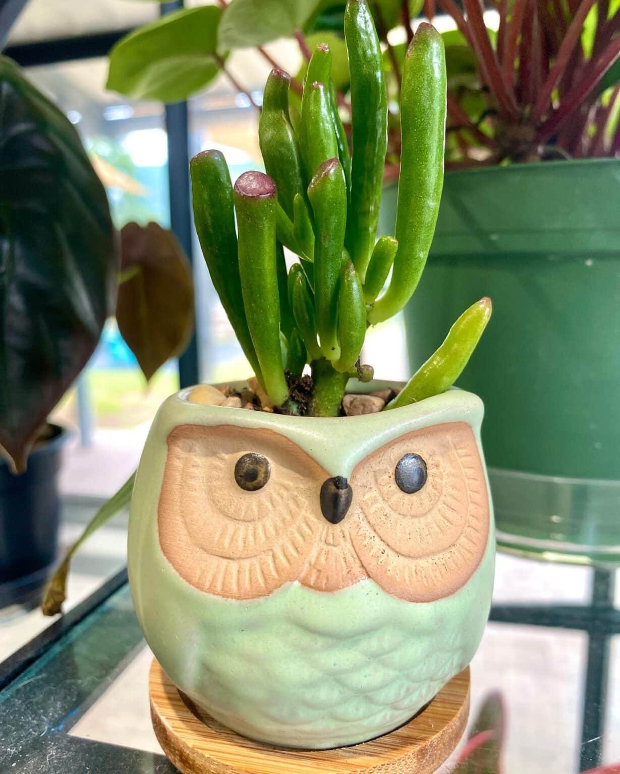 The Ultimate Guide To Caring For Your Ogre Ear Succulent