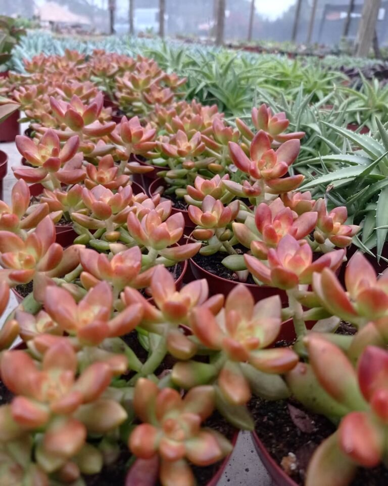 The Enchanting World Of Shooting Star Succulents: Care, Propagation ...