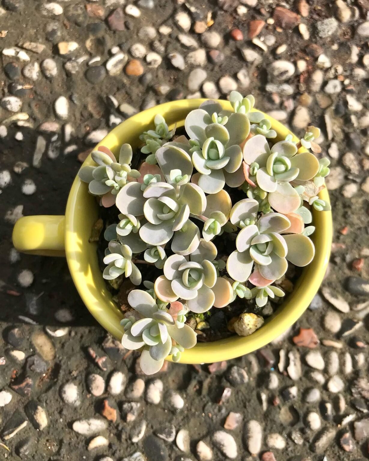 Introduction To Dunce Cap Succulents