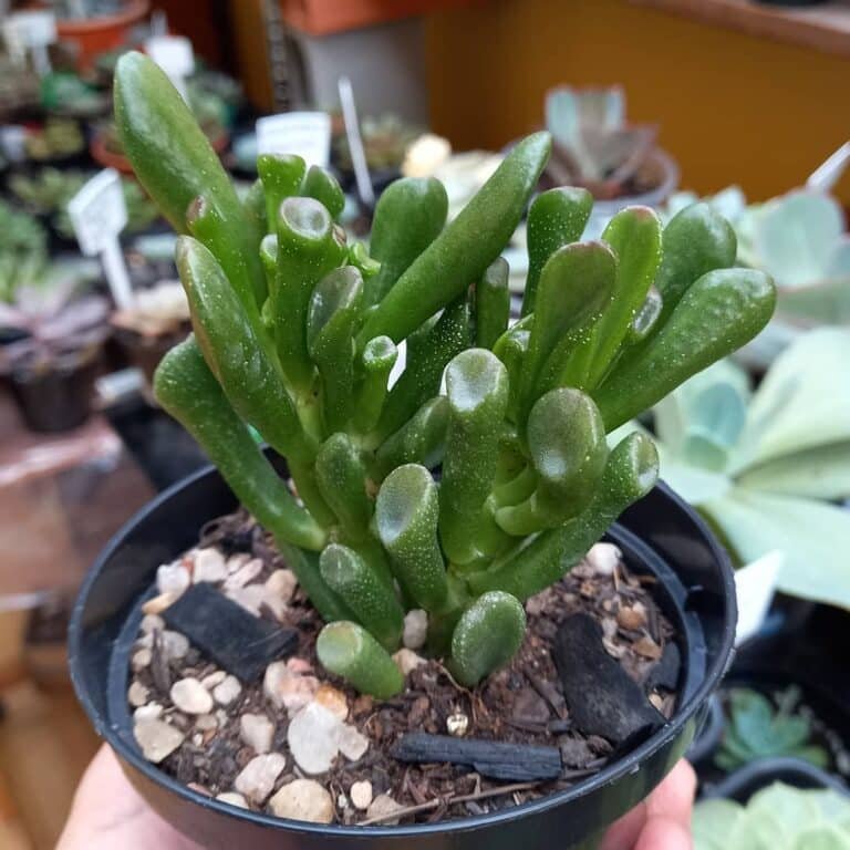The Ultimate Guide To Caring For Your Ogre Ear Succulent