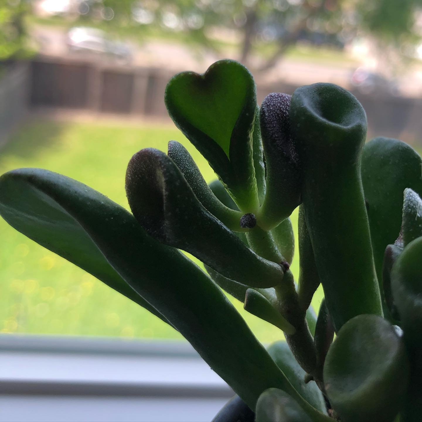 The Ultimate Guide To Caring For Your Ogre Ear Succulent