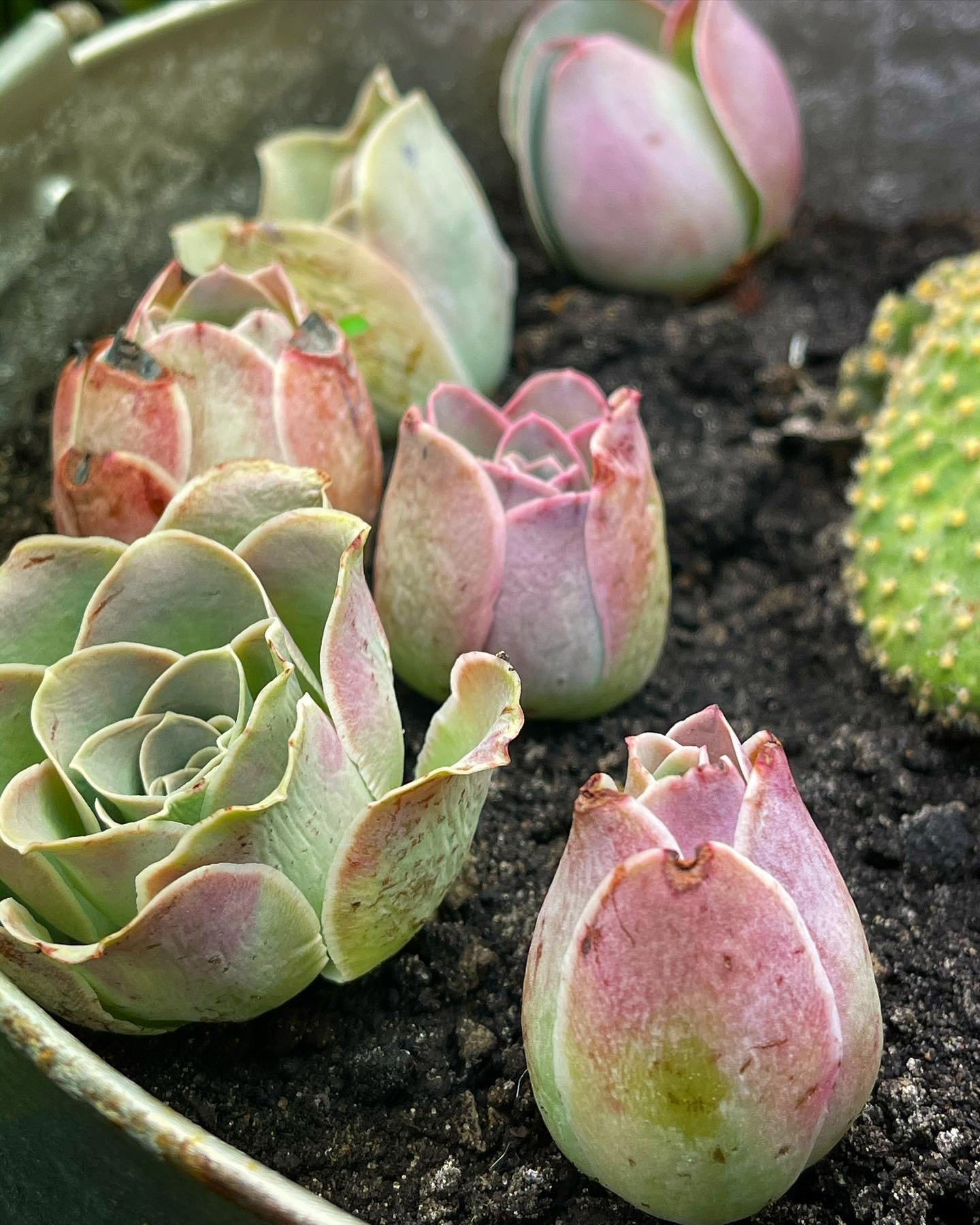 How To Care For Mountain Rose Succulents