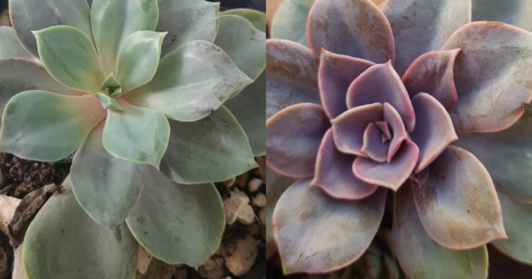 How Will Succulents Come Back to Life: Step-by-Step Guide